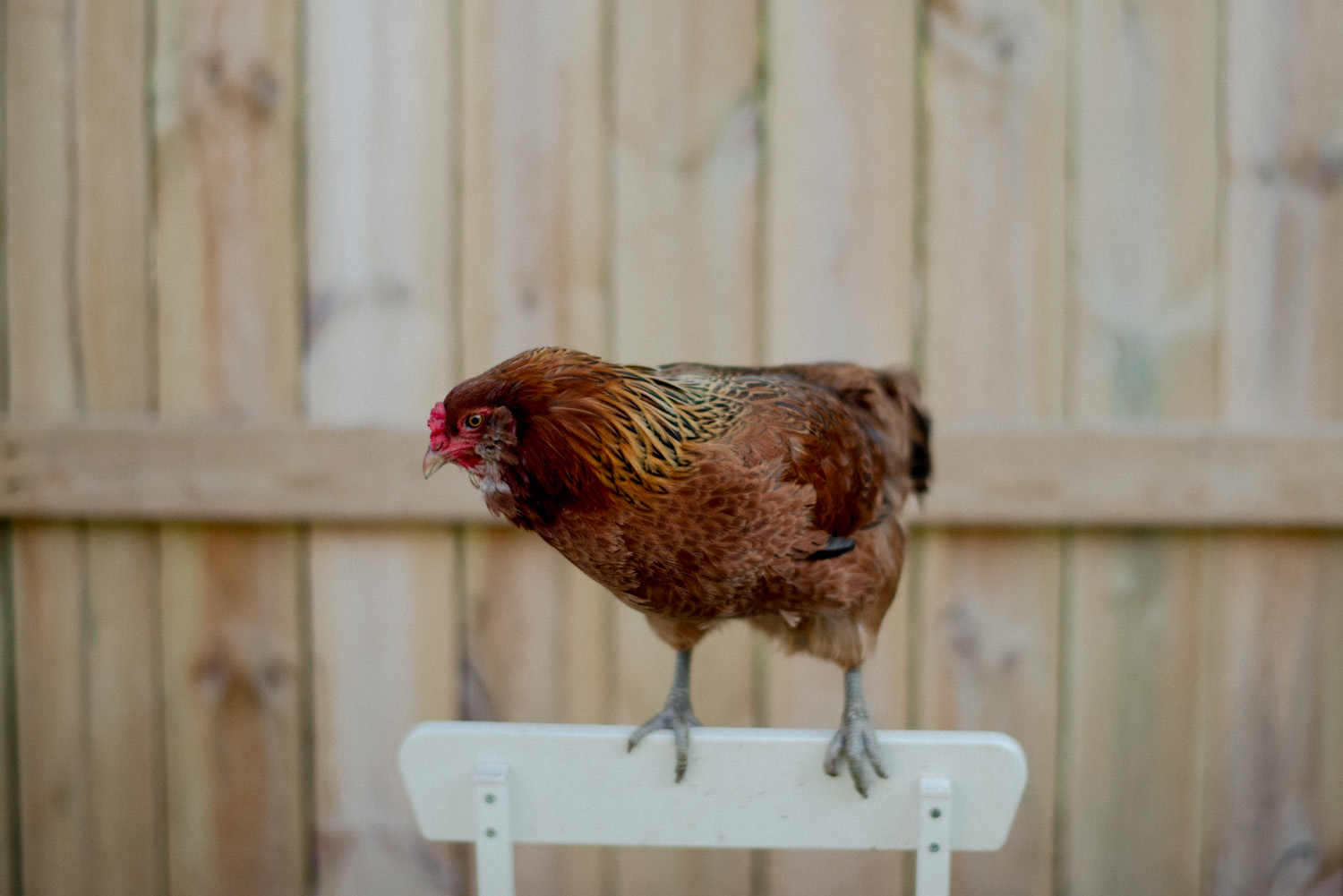 Backyard Chicken Flock | Best Breeds for Suburbia - Oak Abode