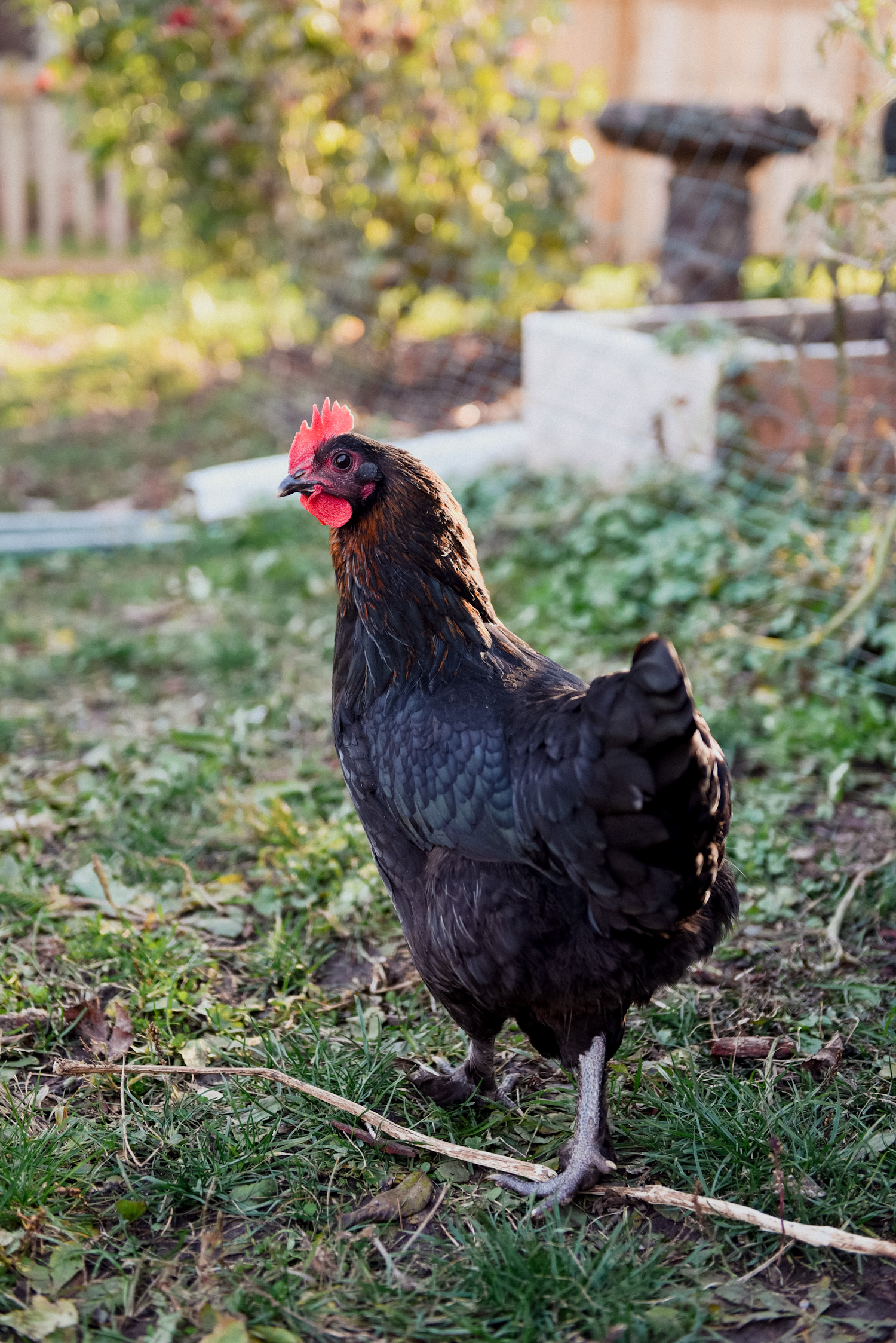 What Age Do Black Copper Marans Start Laying? - Oak Abode