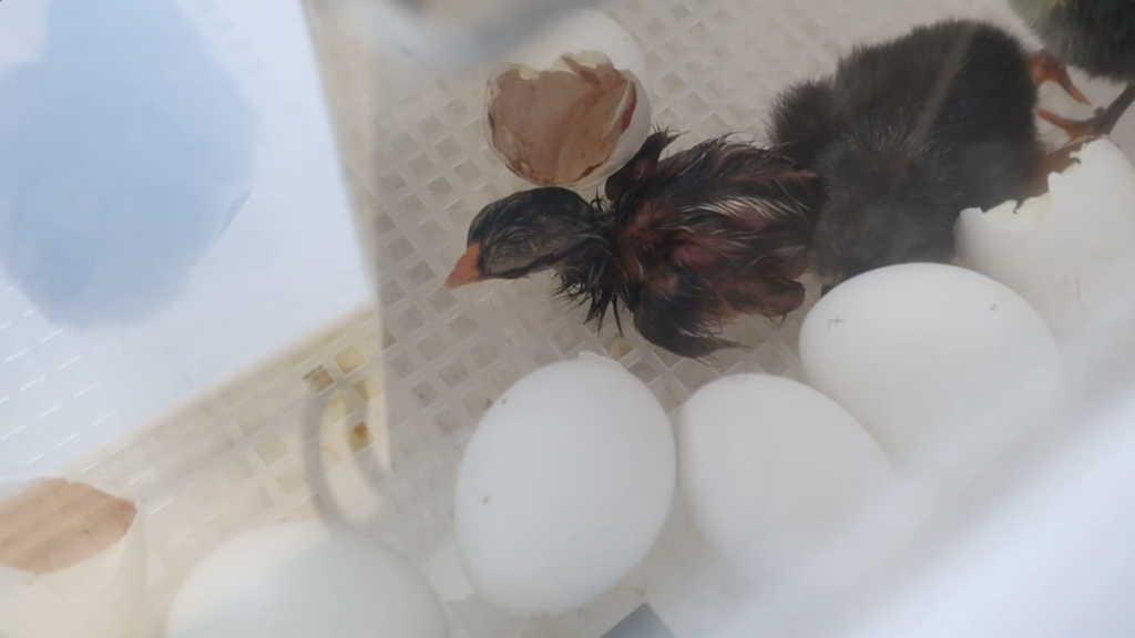 9 Things To Know BEFORE Incubating Fertile Hatching Eggs - Oak Abode